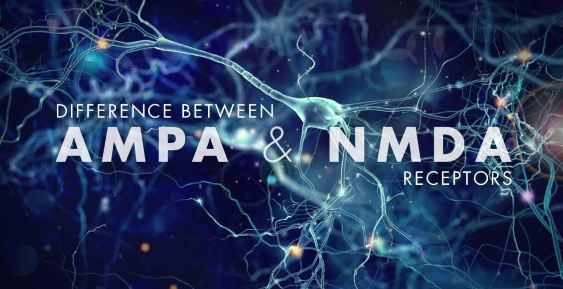 Difference Between AMPA and NMDA Receptors - Chiropractic Scientists ...